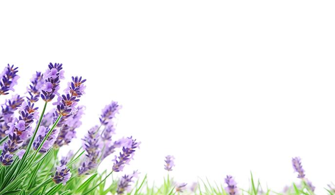 Lavender Border Stock Photos, Images and Backgrounds for Free Download