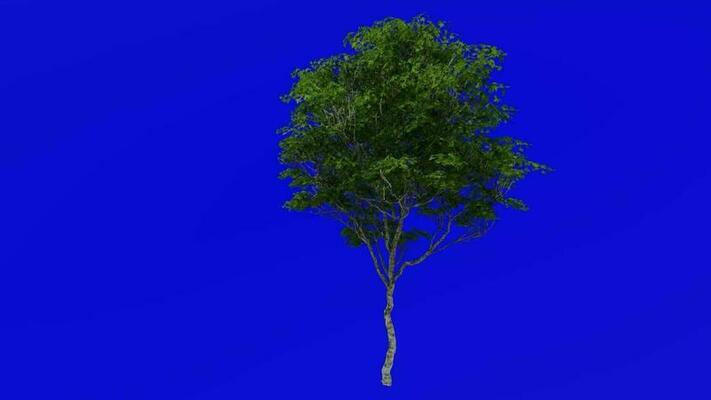 Tree Animation Stock Video Footage for Free Download