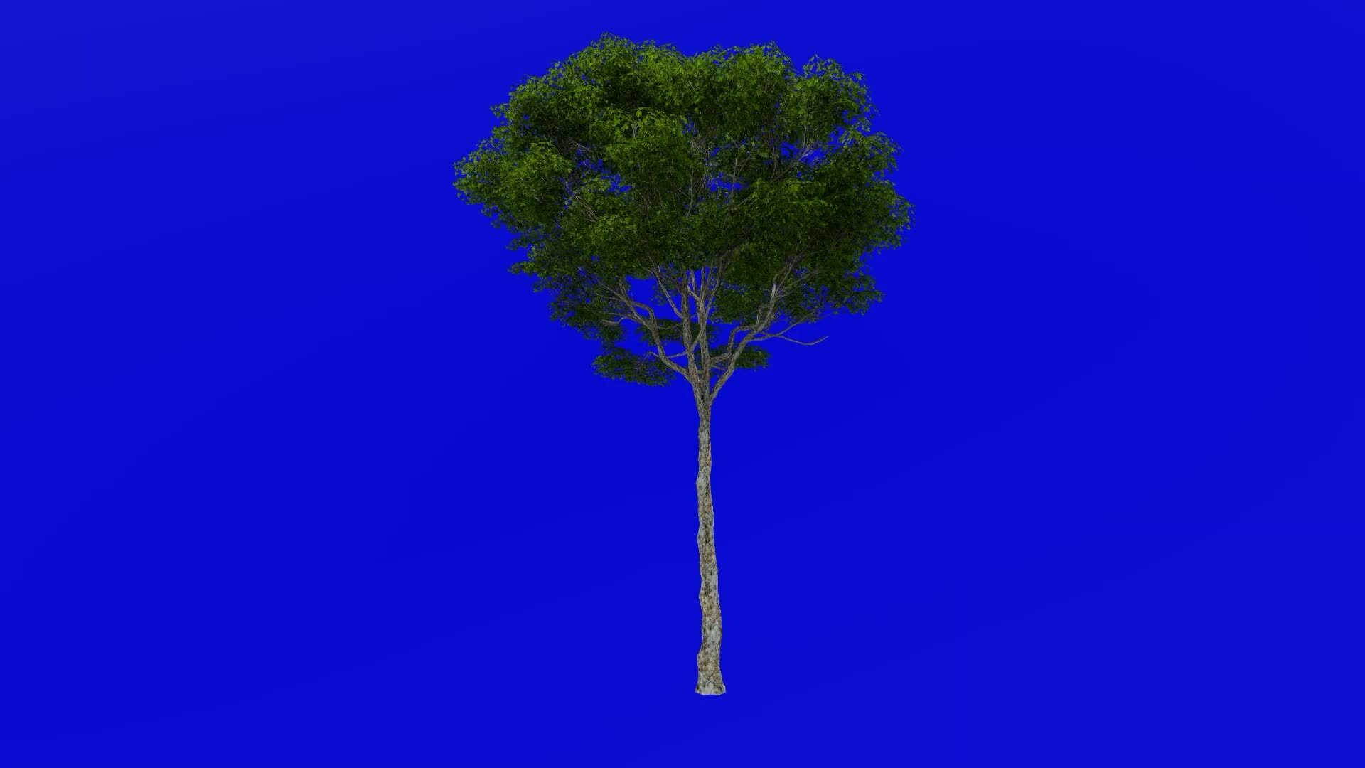 Tree plants animation loop - london plane, hybrid plane - platanus x ...