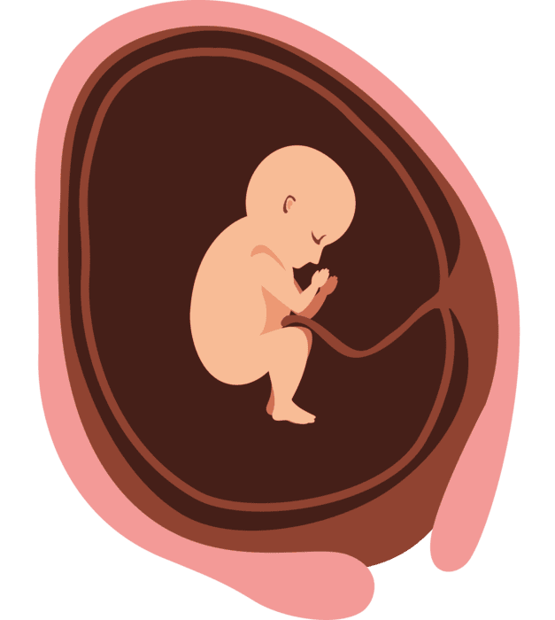 Fetus PNGs for Free Download