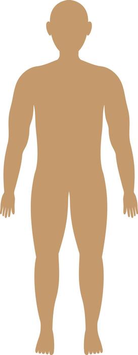 Human Body Outline Vector Art, Icons, and Graphics for Free Download