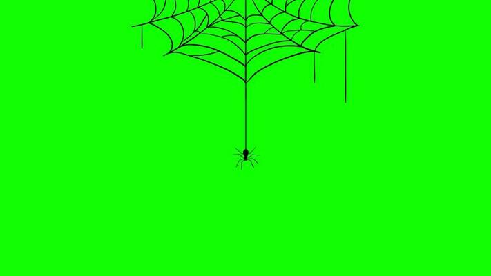 Spider Animation Stock Video Footage for Free Download