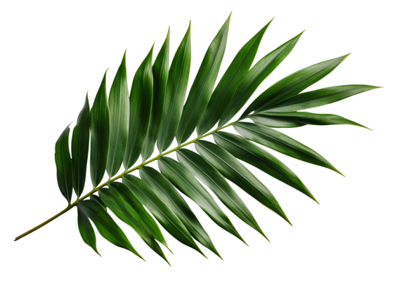 Palm Leaves Png Pngs For Free Download