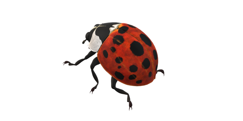 Cute Ladybug Pngs For Free Download