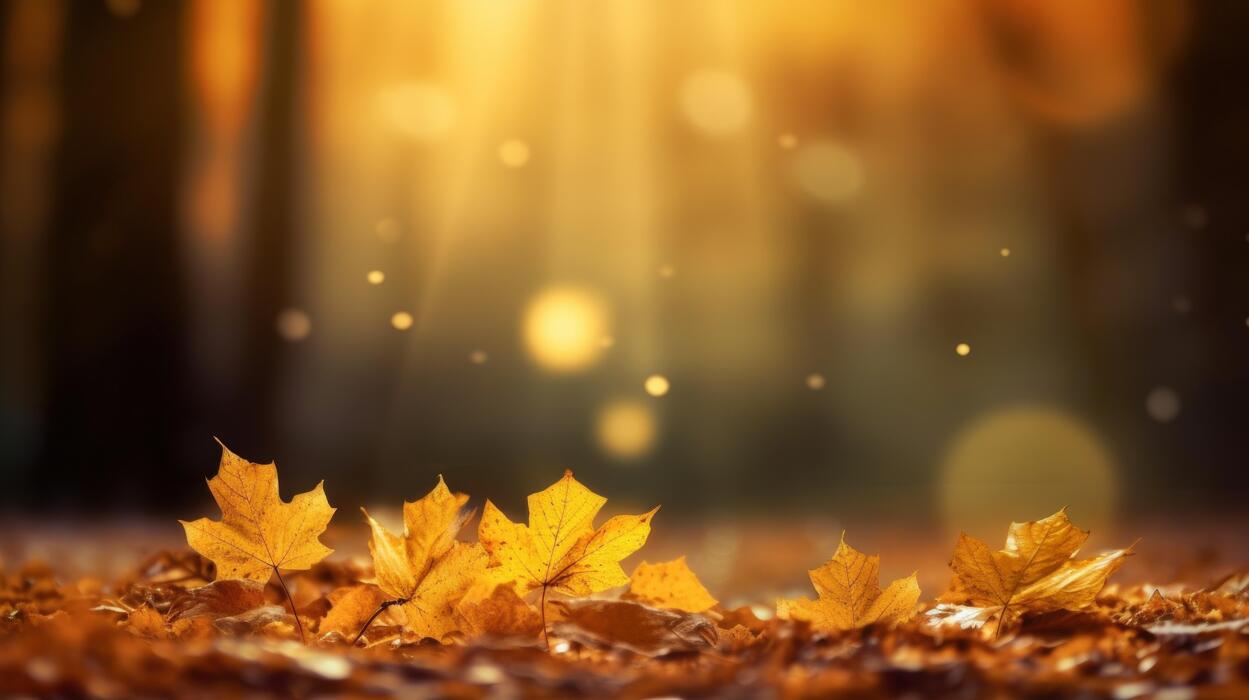Fall Background Stock Photos, Images and Backgrounds for Free Download