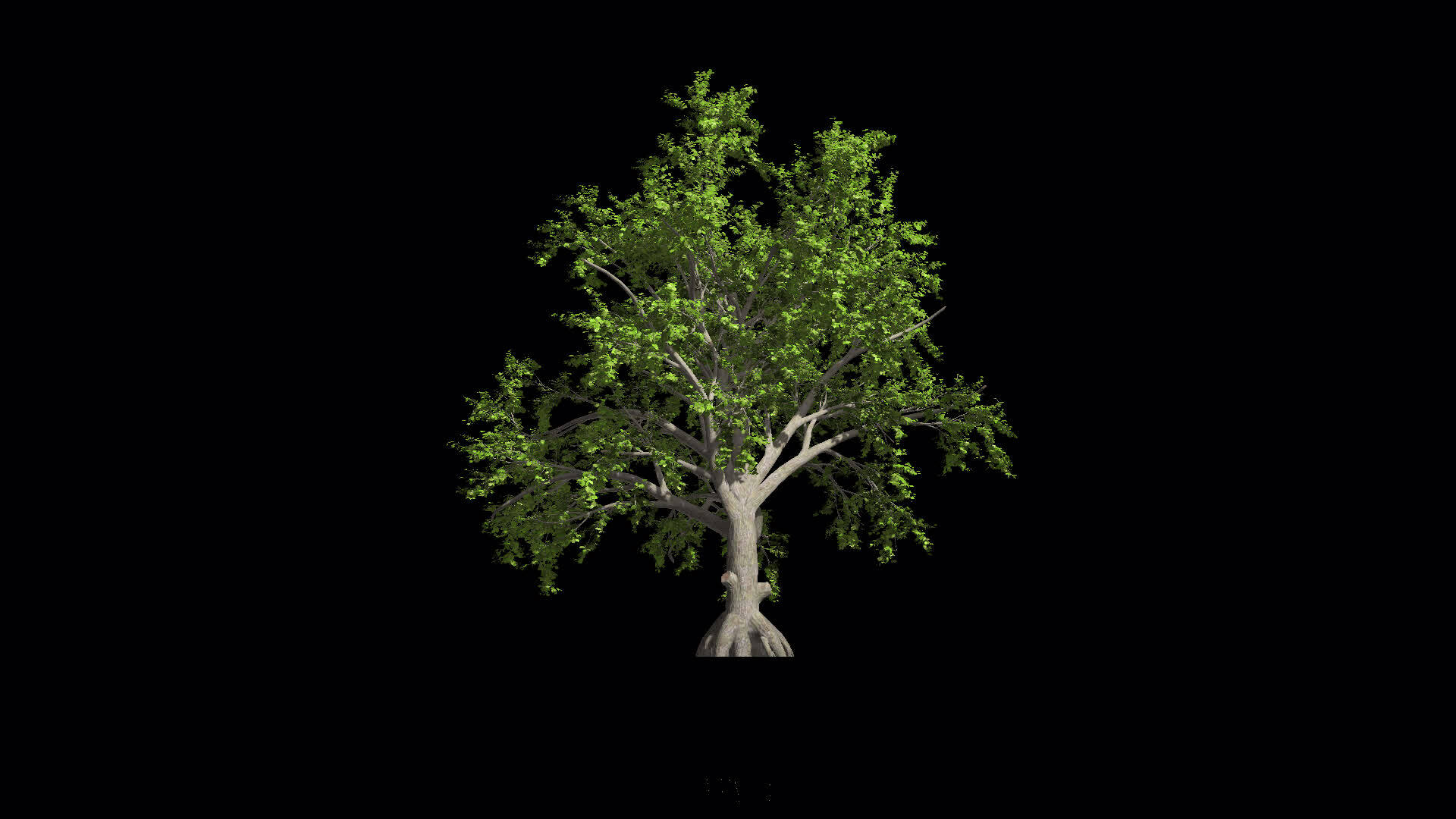 Broadleaf Tree Animation 24318083 Stock Video at Vecteezy