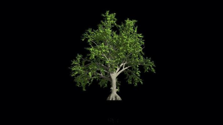 Growing Tree Animation Stock Video Footage for Free Download