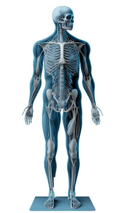 Human Body Anatomy PNGs for Free Download