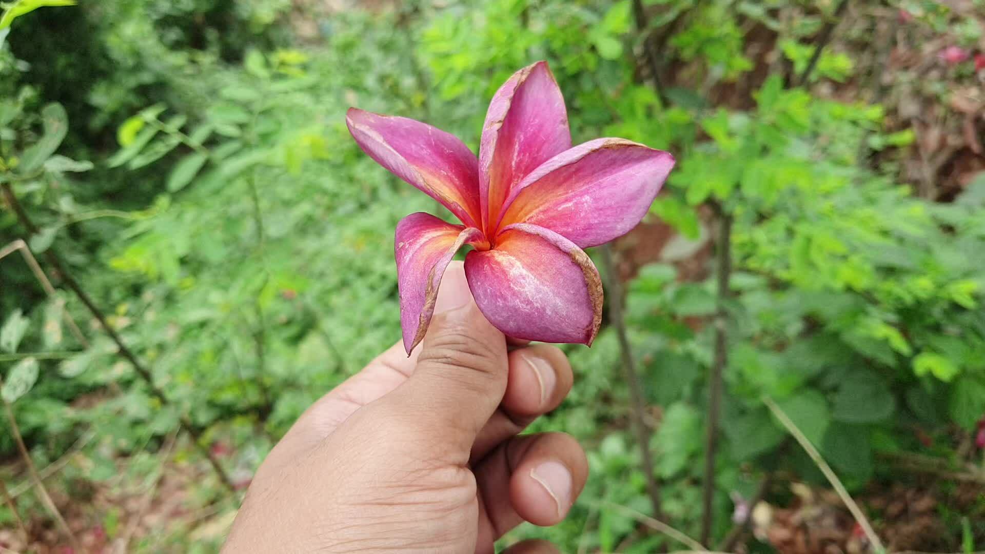 Flower landscape video free download 24324710 Stock Video at Vecteezy