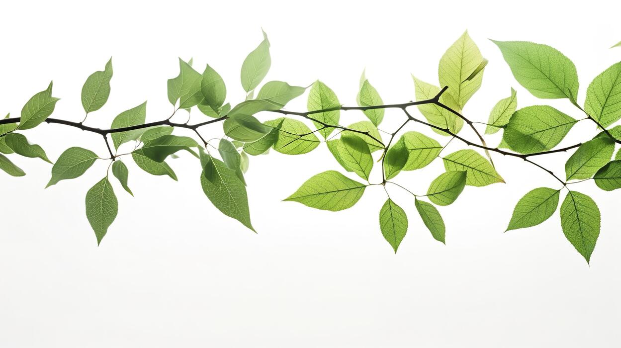 Tree Branch Leaves Stock Photos, Images and Backgrounds for Free Download