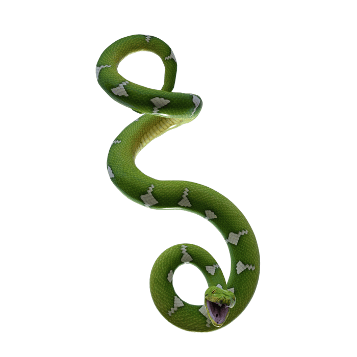 Snake Png PNGs for Free Download