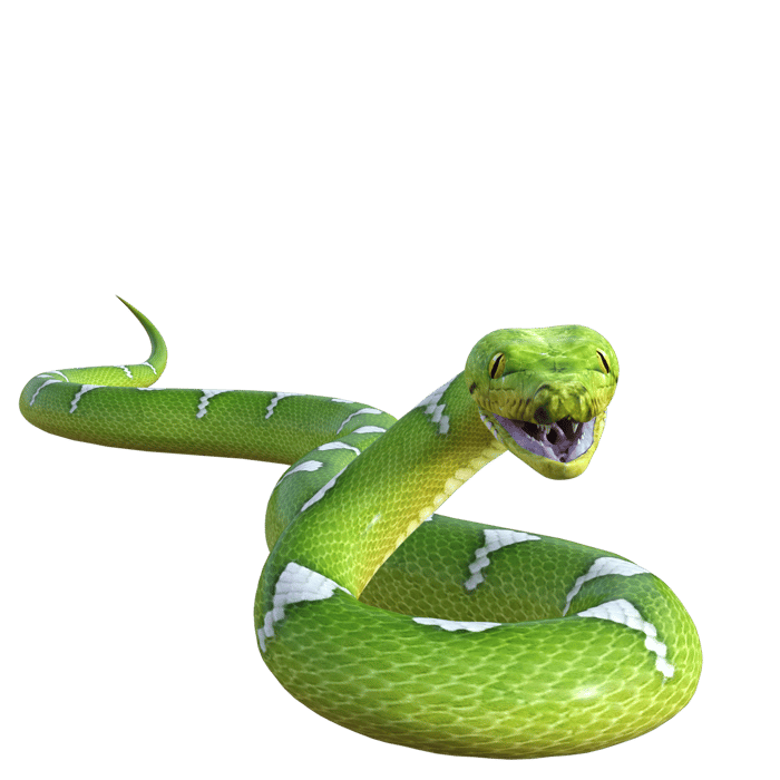Snake PNGs for Free Download