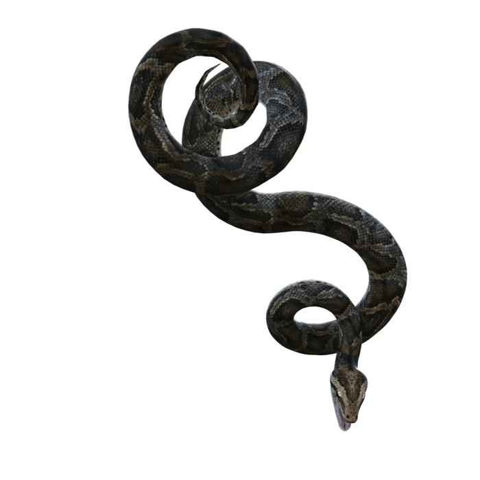 Python Logo PNGs for Free Download