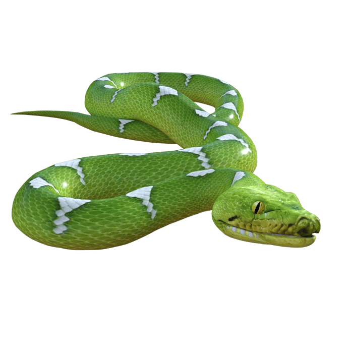 Snake Game PNGs for Free Download