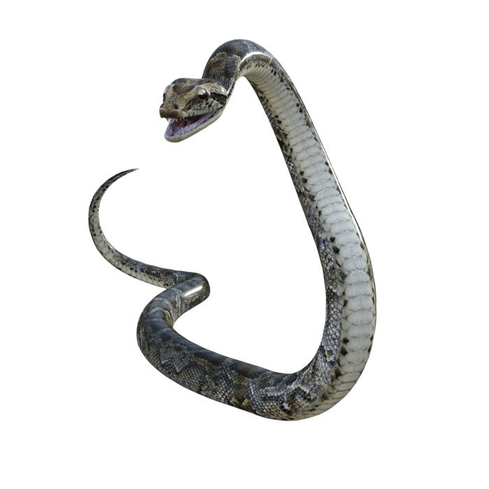 Snake PNGs for Free Download