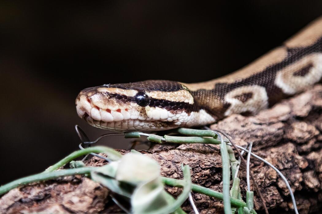 Python Snake Stock Photos, Images and Backgrounds for Free Download