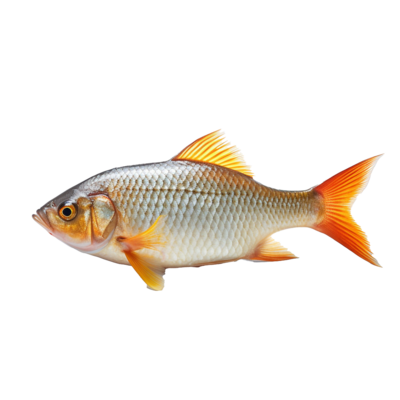Fish photos store