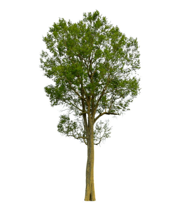 Tree PNGs for Free Download