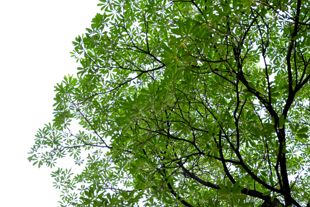 Tree PNGs for Free Download