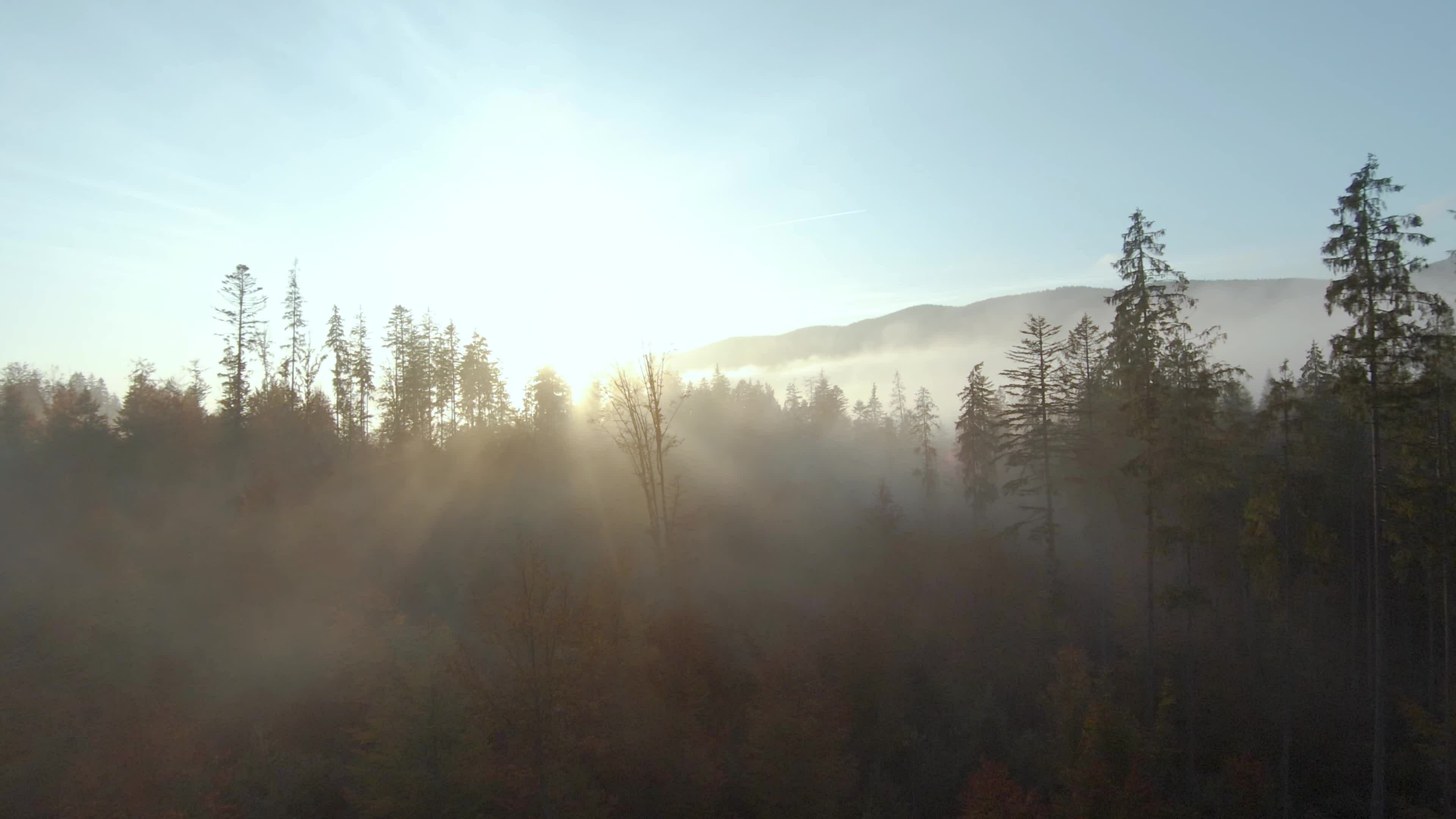 View from the height of mountains covered with coniferous forest and ...