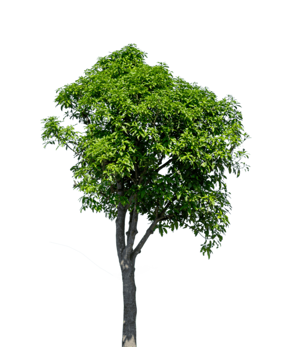 Tree Animation PNGs for Free Download