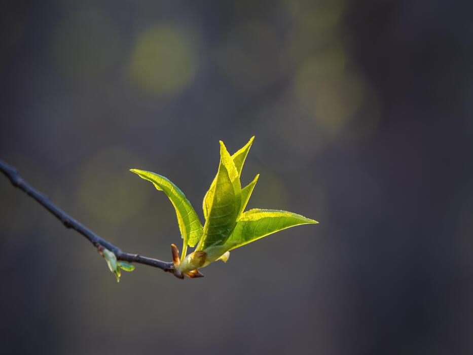 Spring Tree Branch Stock Photos, Images and Backgrounds for Free Download