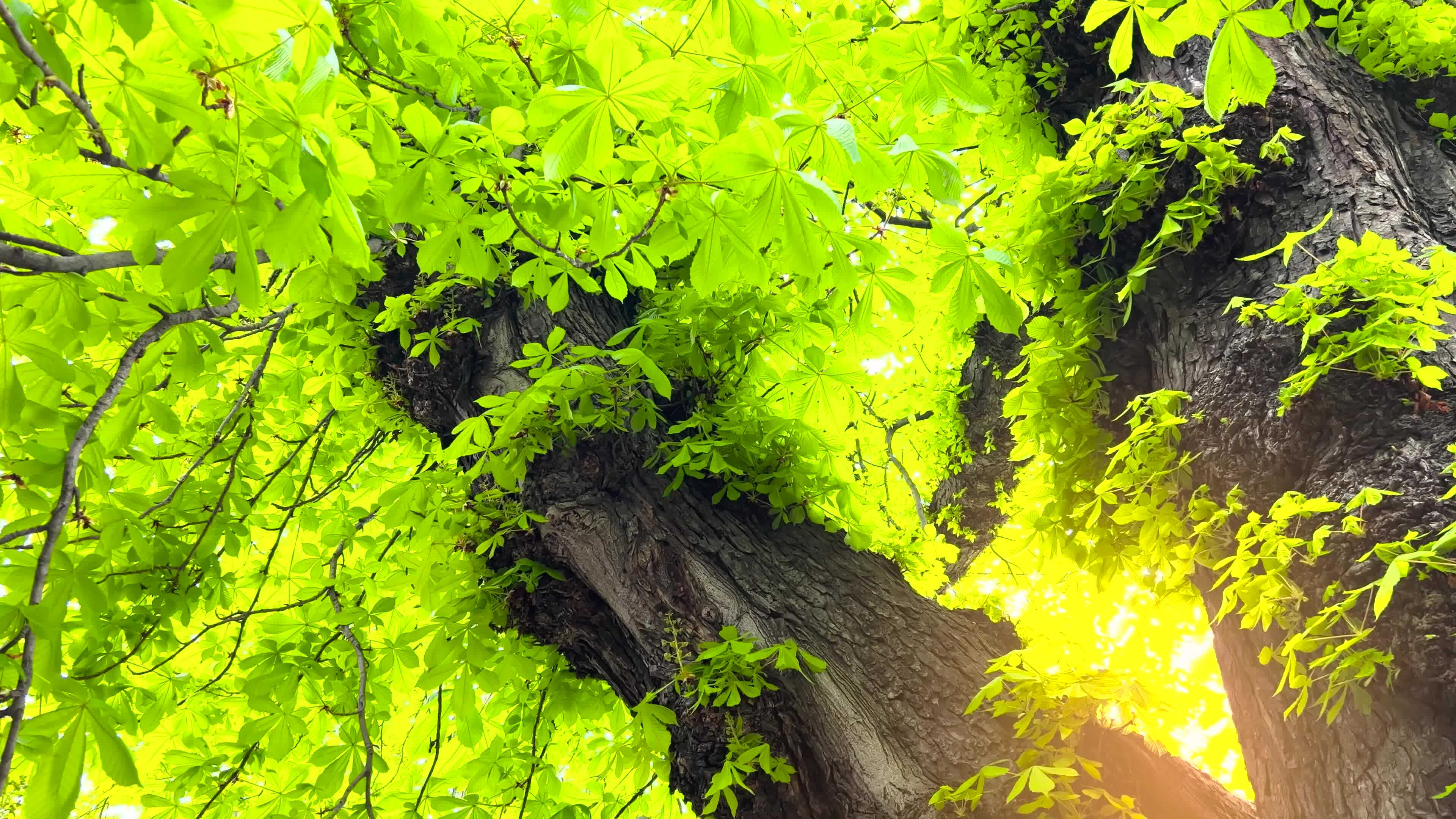 Green foliage of a chestnut tree through which the sun rays break ...