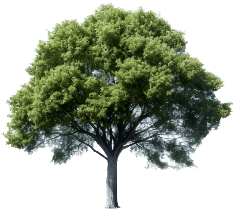 Tree PNG para descargar gratis