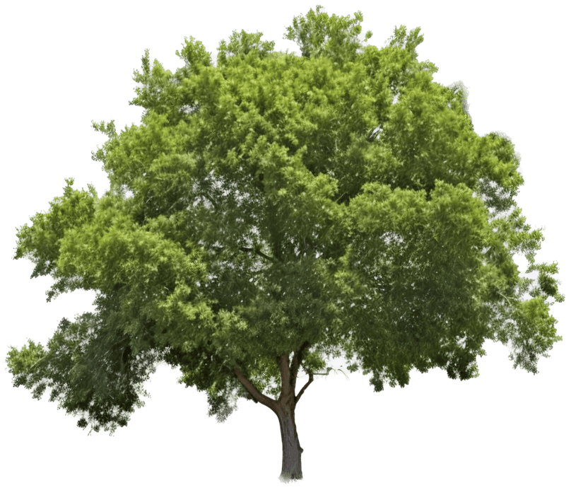 Tree PNGs for Free Download