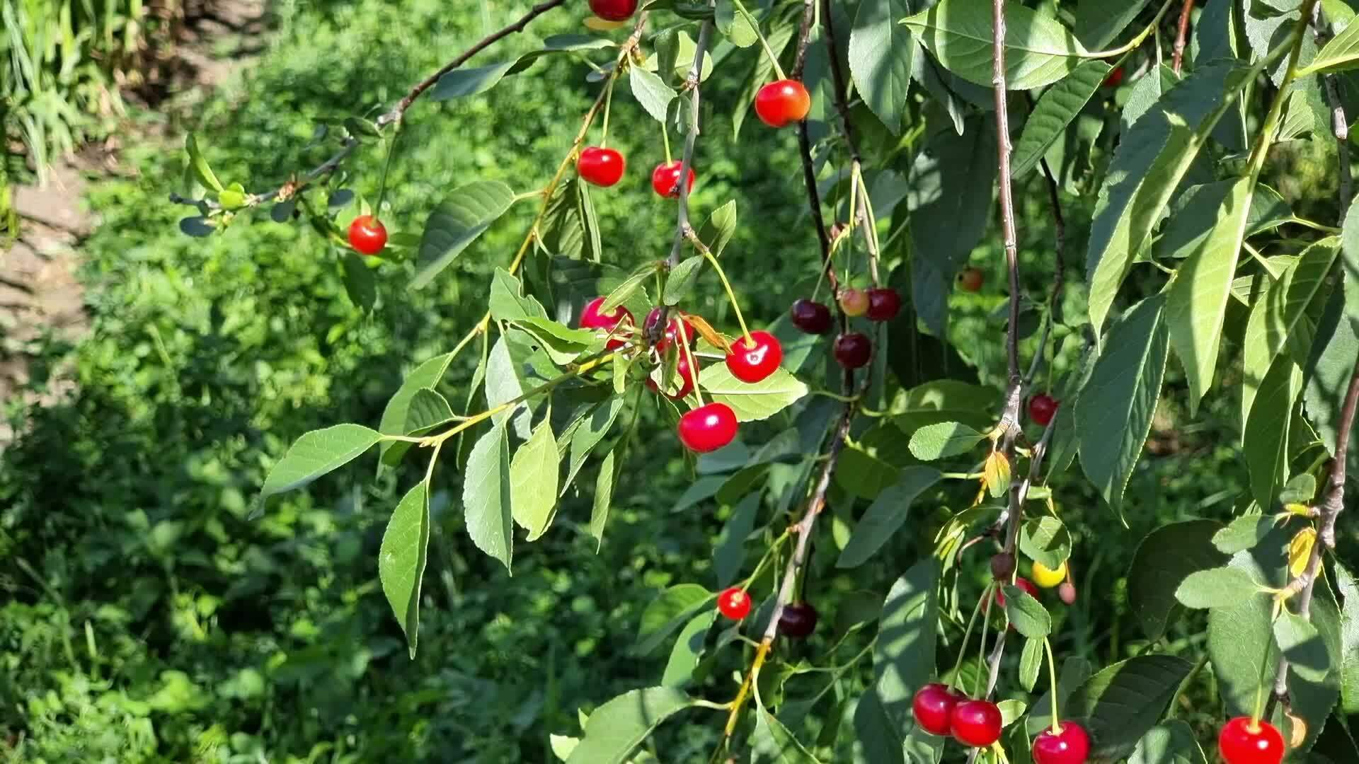 Fresh juicy ripe red cherries on the thin branches of a tree with ...