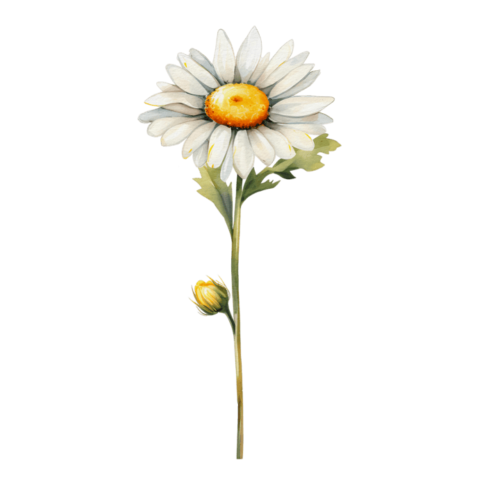 Daisy Png PNGs for Free Download