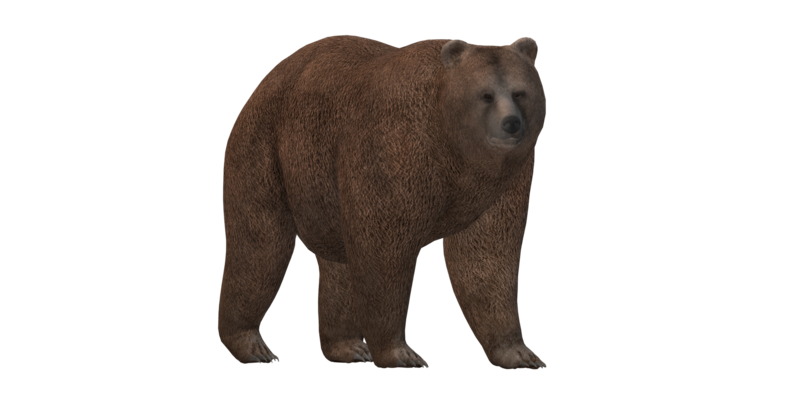 Page 2 Grizzly Bear Pngs For Free Download