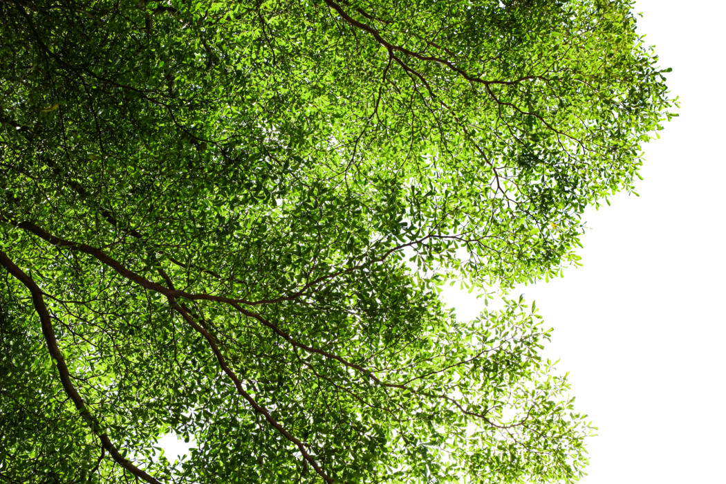 Tree Leaves PNGs for Free Download