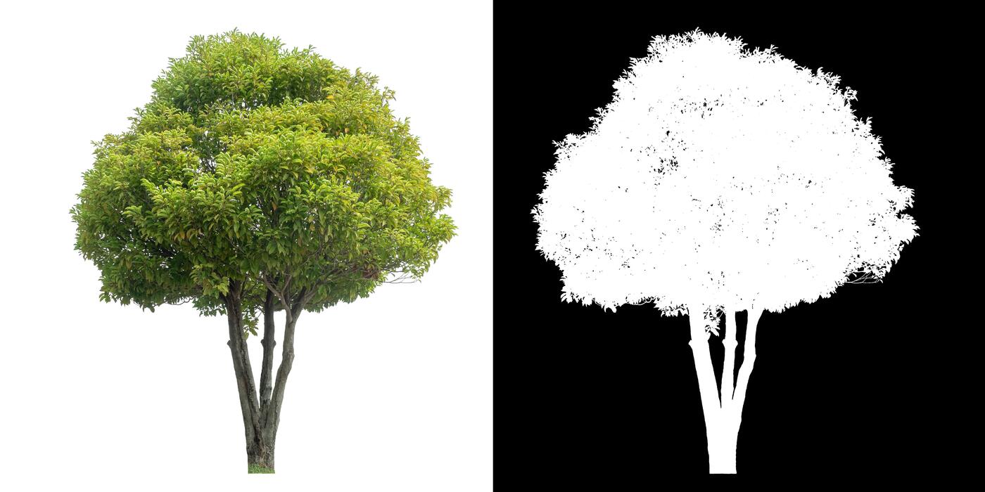 2d Tree Stock Photos, Images and Backgrounds for Free Download