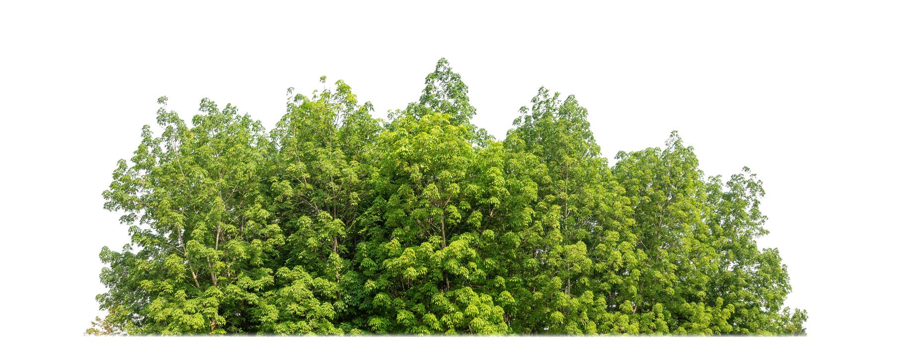 Tree Cluster Stock Photos, Images and Backgrounds for Free Download