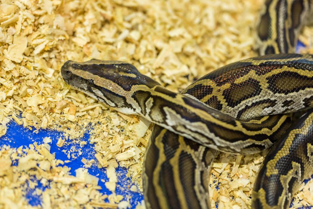Reticulated Python Stock Photos, Images and Backgrounds for Free Download