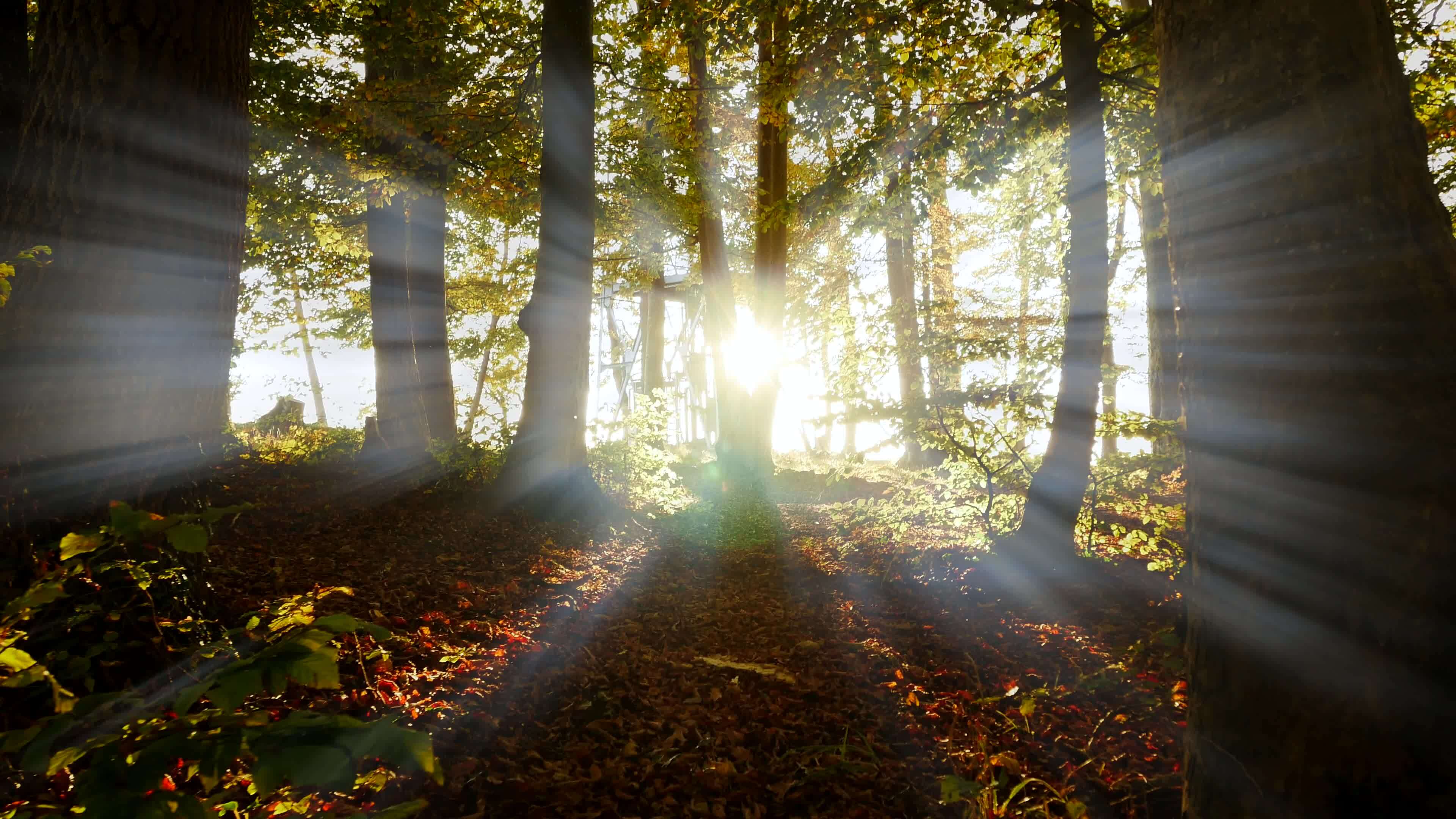 Sunlight Through Trees Stock Video Footage for Free Download