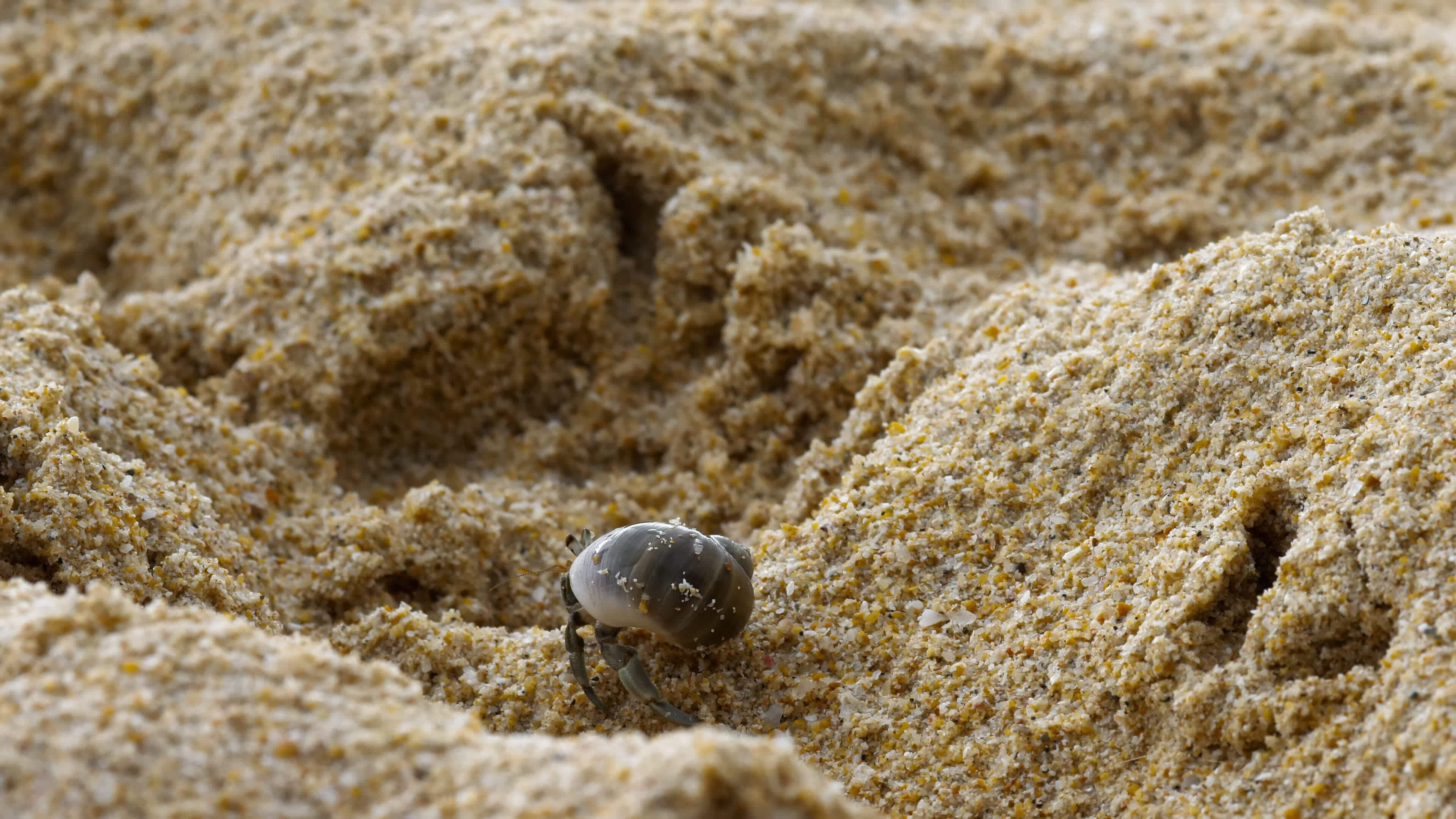 Land Hermit Crabs Coenobita Hermit Crab On The Beach 25611291 Stock