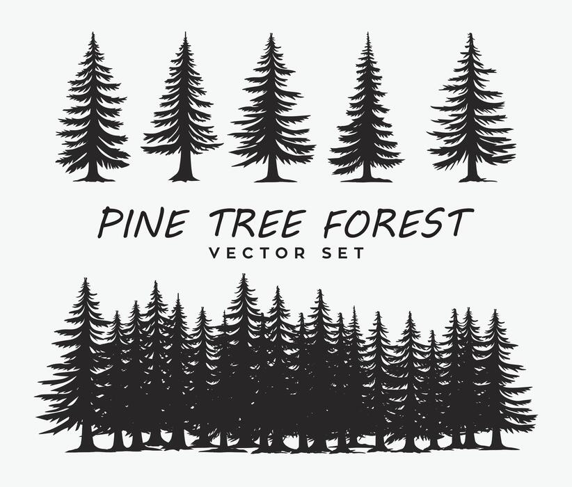 Pine Forest Vector Art, Icons, and Graphics for Free Download