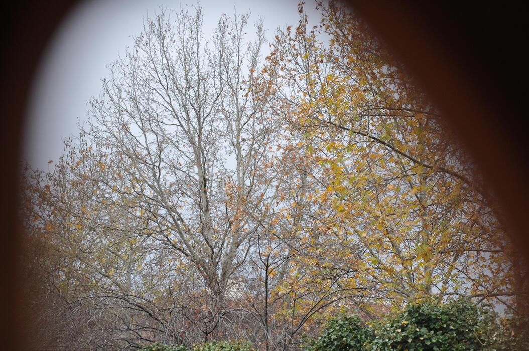 Tree View Stock Photos, Images and Backgrounds for Free Download