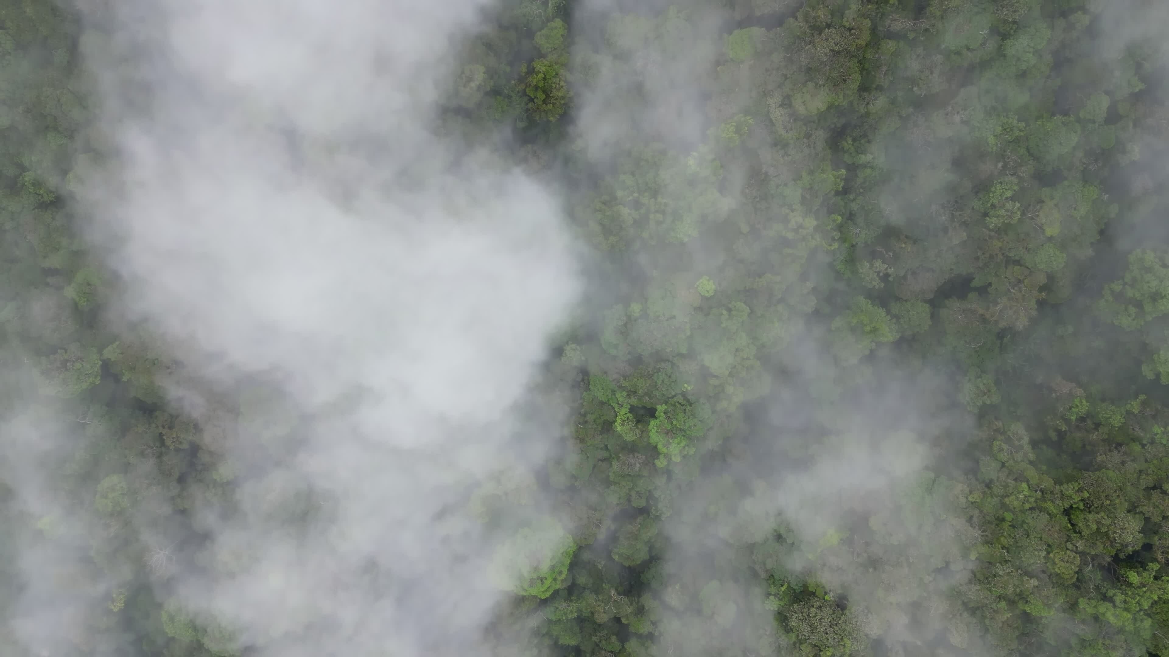 Aerial view thick morning fog cloud over the dense forest at Cameron ...