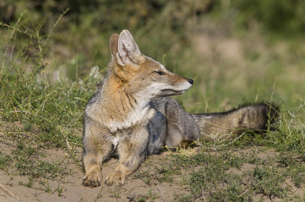 Gray Fox Stock Photos, Images and Backgrounds for Free Download