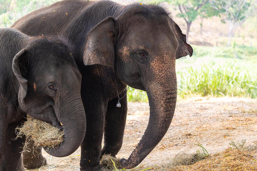 Elephant Eat Stock Photos, Images and Backgrounds for Free Download