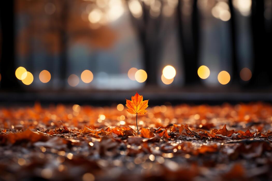 Fall Bokeh Stock Photos, Images and Backgrounds for Free Download