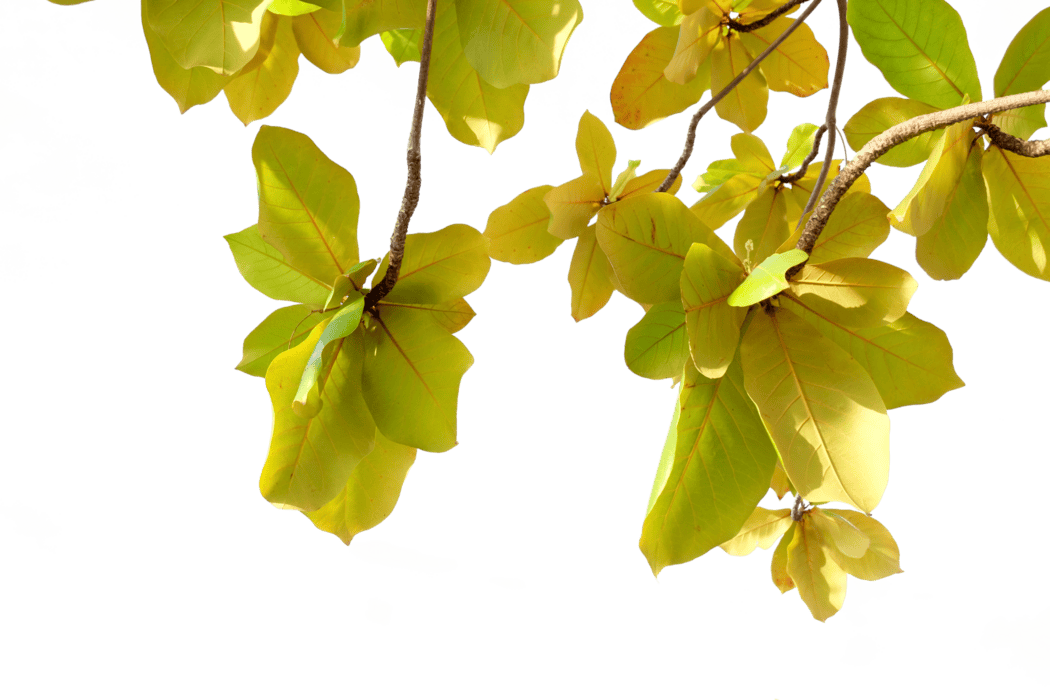 Tree Leaves PNGs for Free Download