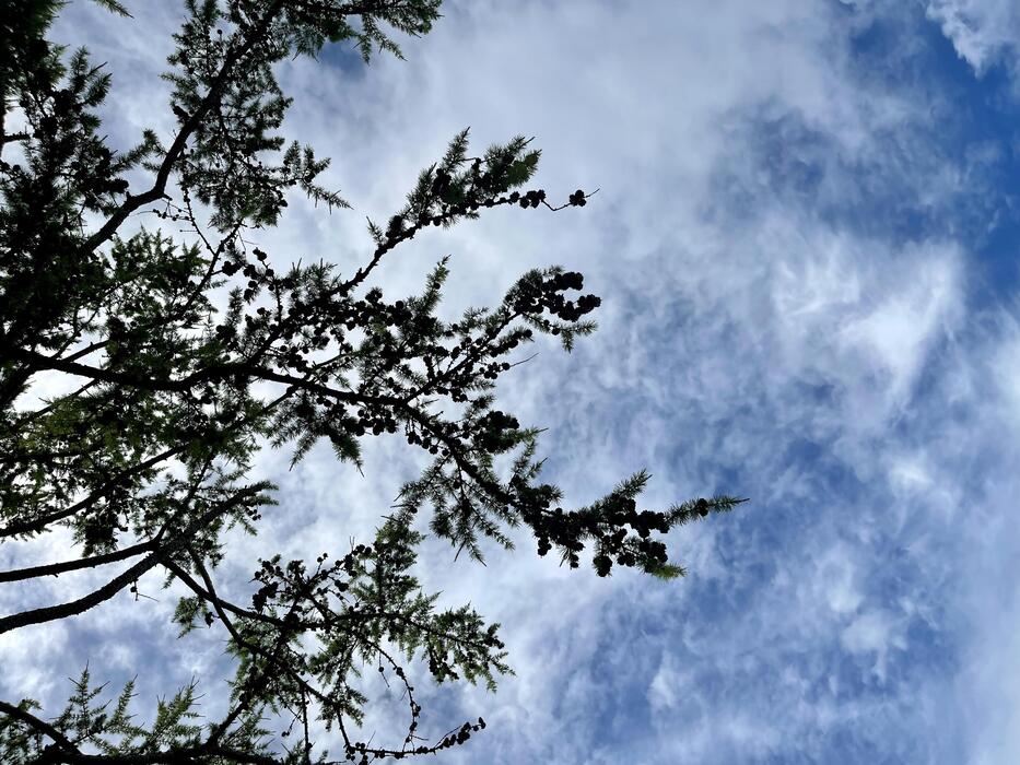 Trees Sky Stock Photos, Images and Backgrounds for Free Download