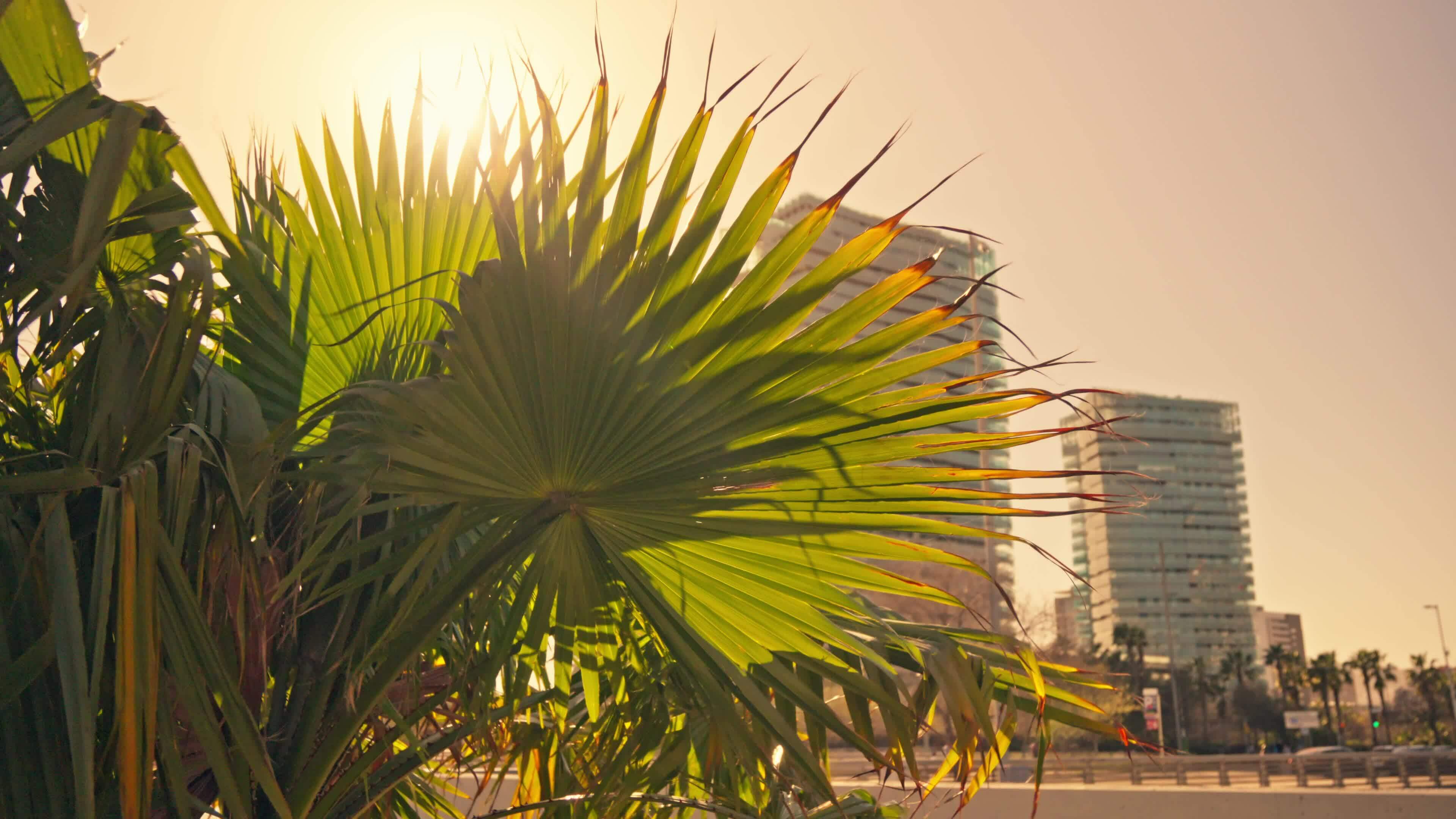 A sunlit palm tree with vibrant green leaves 26600119 Stock Video at ... A sunlit palm tree with vibrant green leaves 26600119 Stock Video at ...