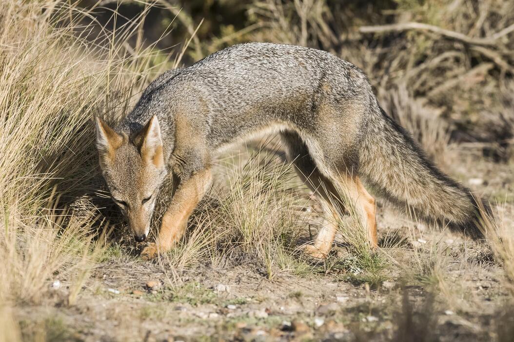 Gray Fox Stock Photos, Images and Backgrounds for Free Download