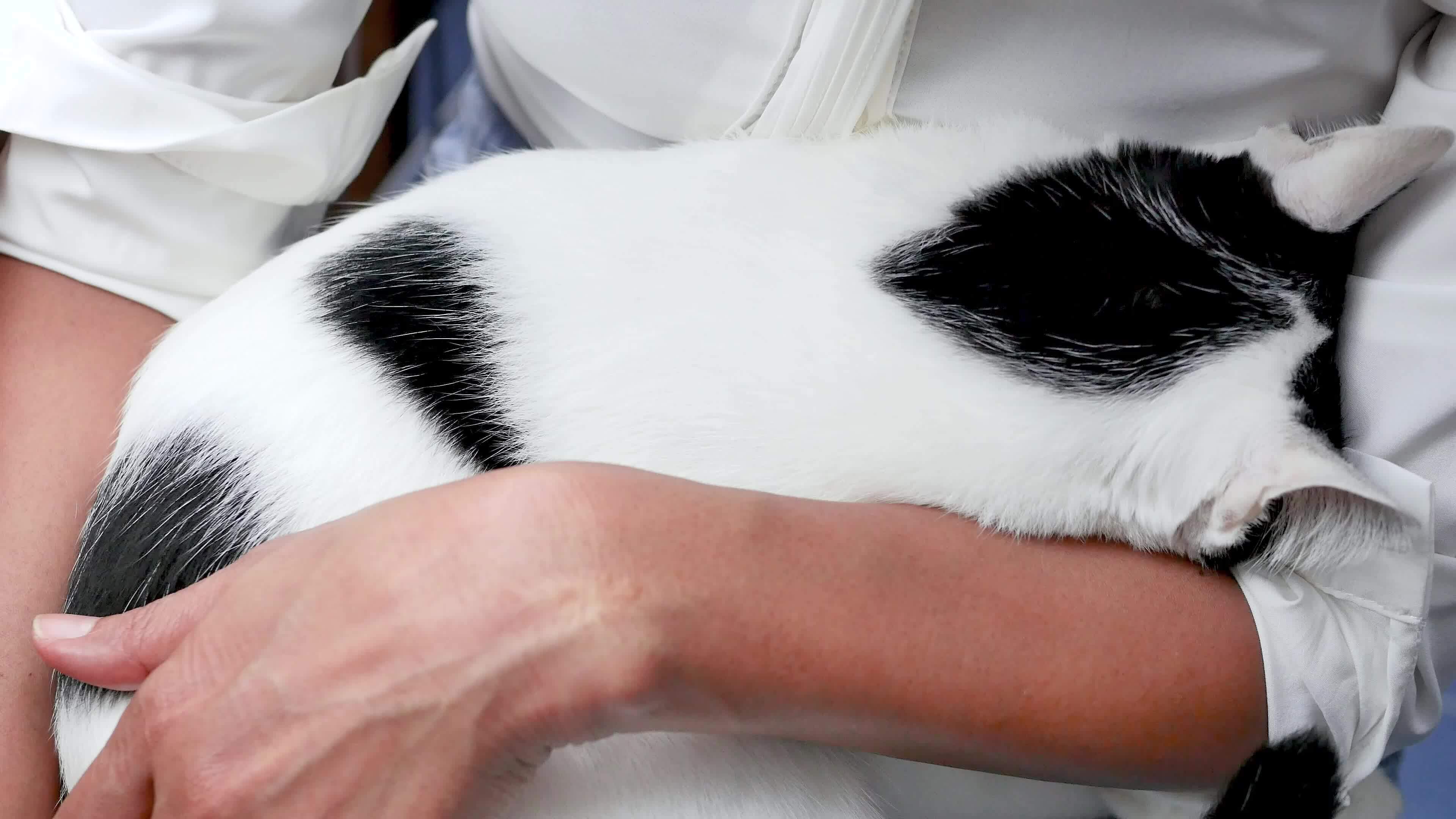 The Cat Is Sad And Scared 26685939 Stock Video At Vecteezy the-cat-is-sad-and-scared-26685939-stock-video-at-vecteezy