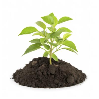Eco Plant Stock Photos, Images and Backgrounds for Free Download